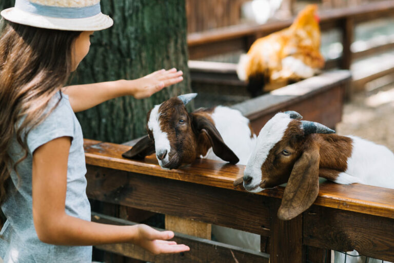 A Comprehensive Guide to Riyadh Zoo Park | Webook.com